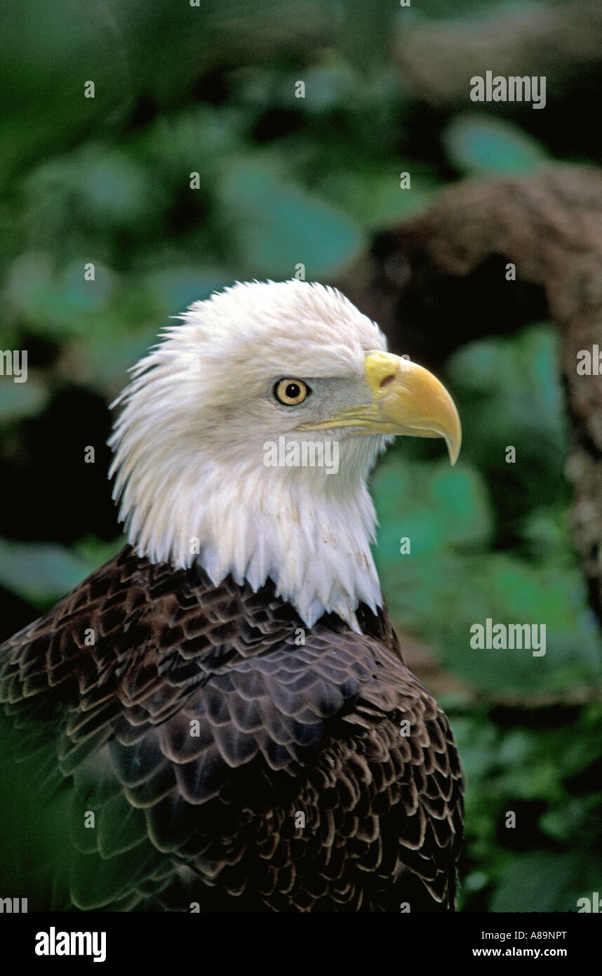 American bald eagle fish hawk adult Stock Photo - Alamy American bald eagle fish hawk adult Stock Photo - Alamy