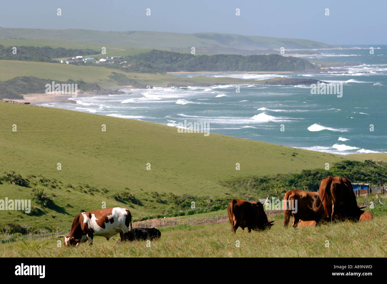 Cattle grazing on a hill above Mazeppa Bay in the Eastern Cape Province ...