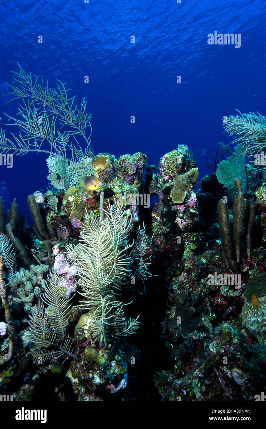 Typical caribbean sea ground in the coasts of Honduras Stock Photo - Alamy