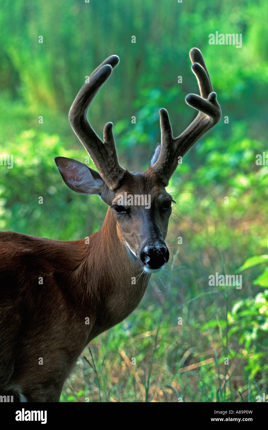 Virginia white tailed tail deer velvet rack Stock Photo - Alamy