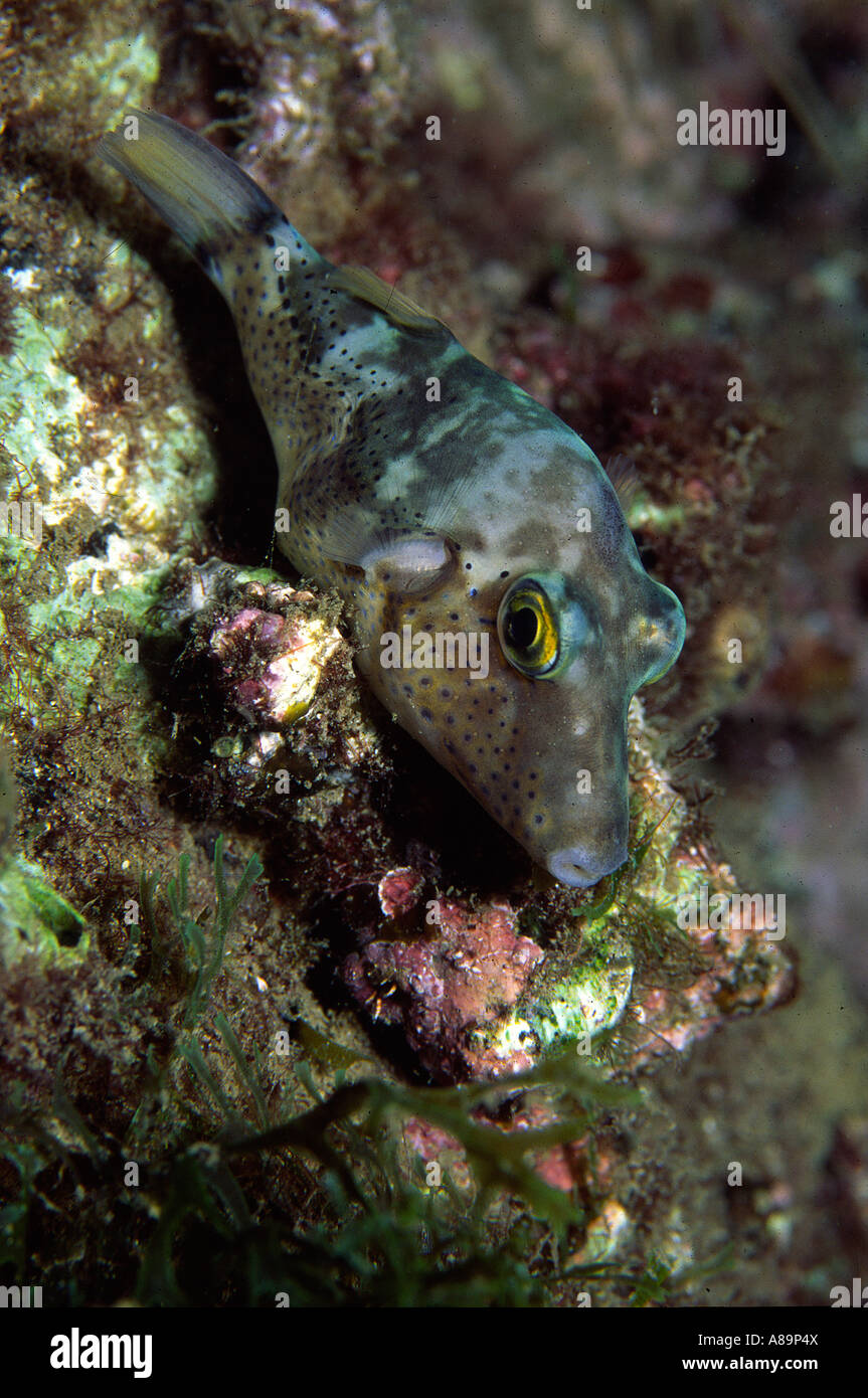 Young Sharpnose puffer in the harbour of La Restinga El Hierro Stock ...