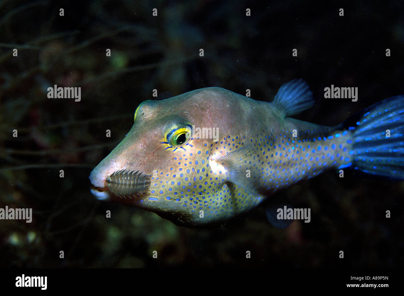 Piojo de mar hi-res stock photography and images - Alamy