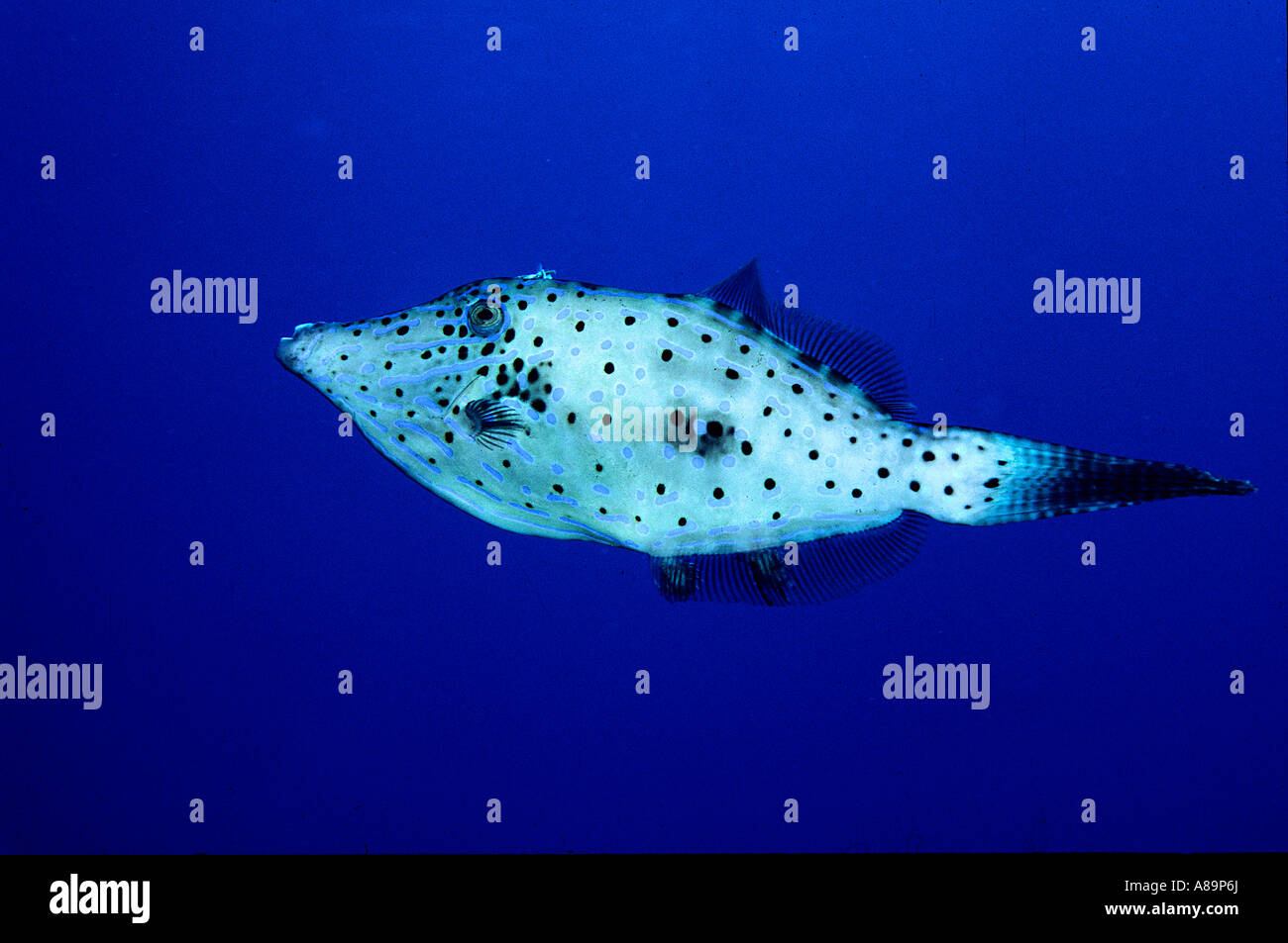 Blue Scribbled filefish showing its beautiful silhouette Stock Photo ...