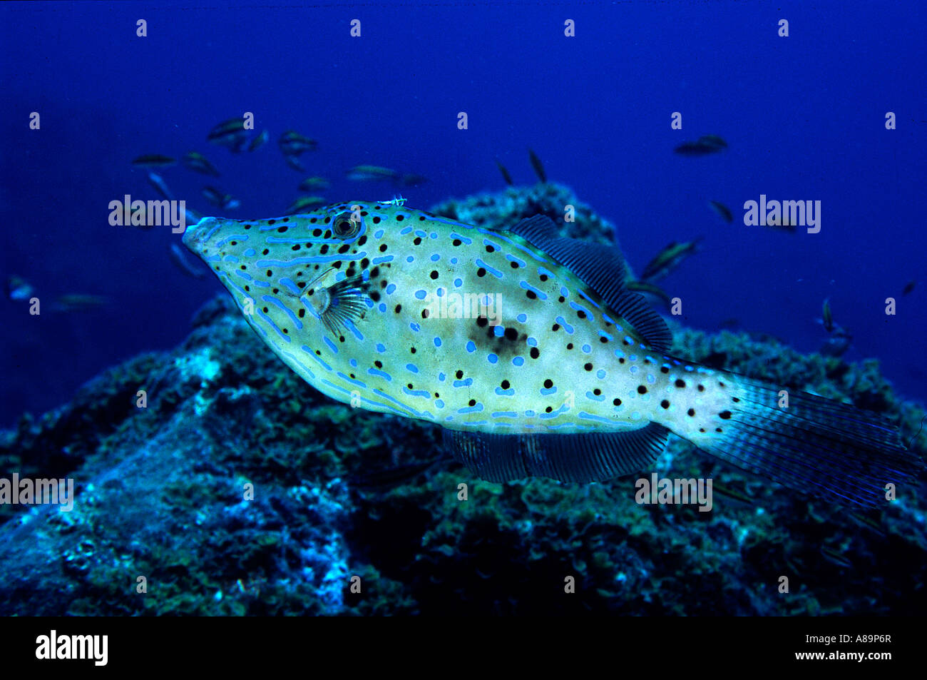 Blue Scribbled filefish with its beautiful livery Stock Photo - Alamy