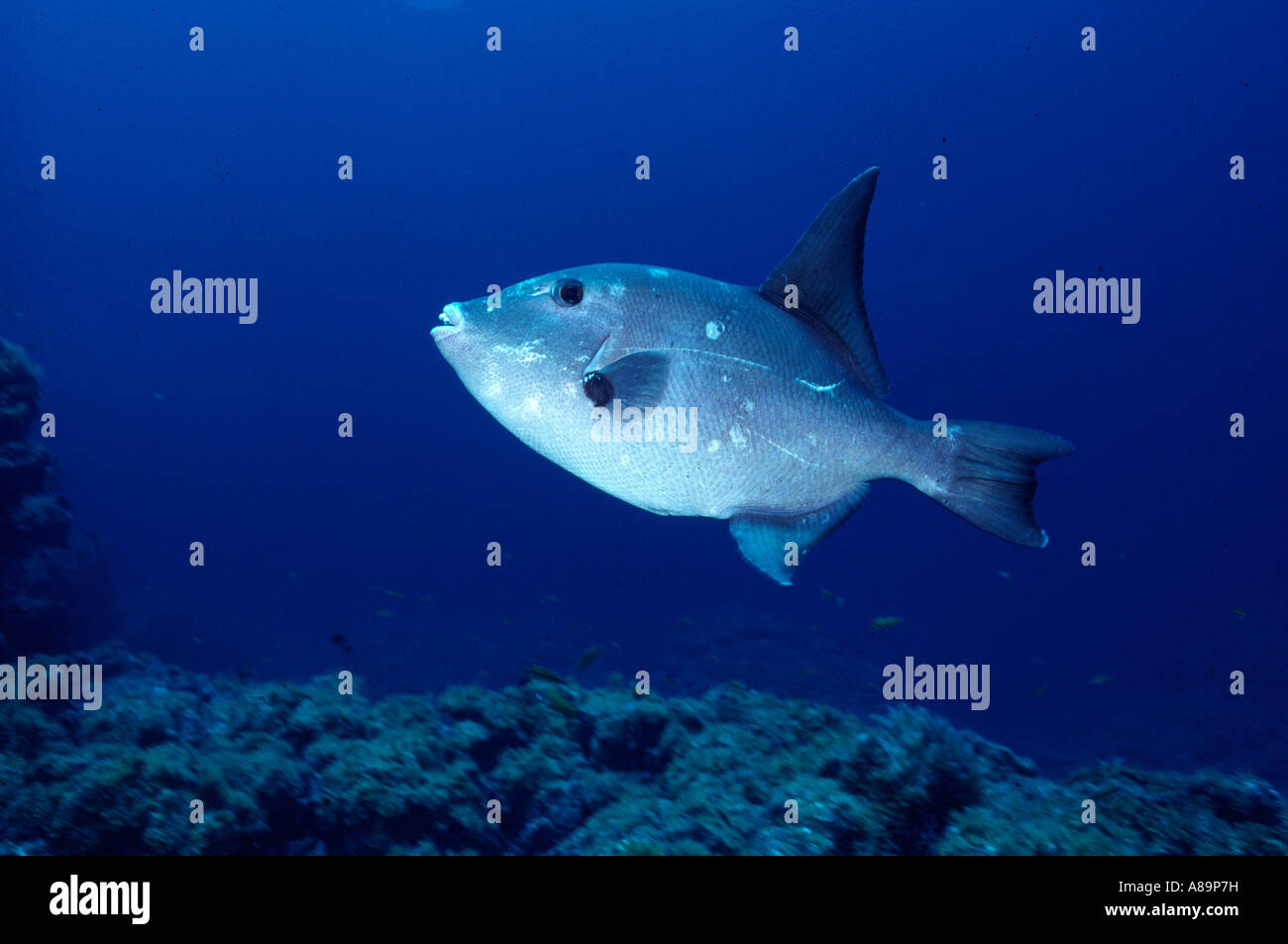 Specimen of triggerfish observe its multiple scars Stock Photo - Alamy