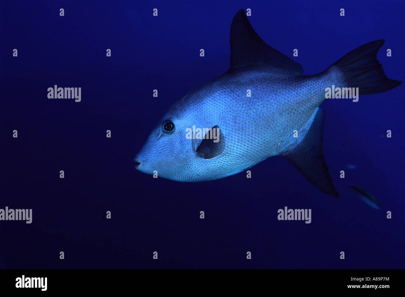Oceanic triggerfish hi-res stock photography and images - Alamy