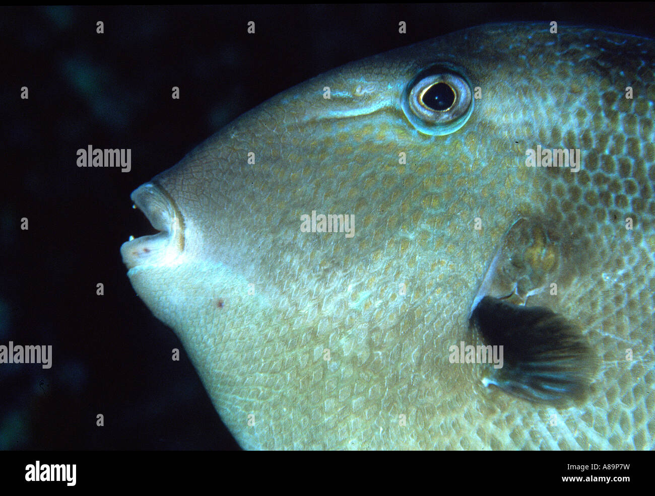 Grey triggerfish hi-res stock photography and images - Alamy