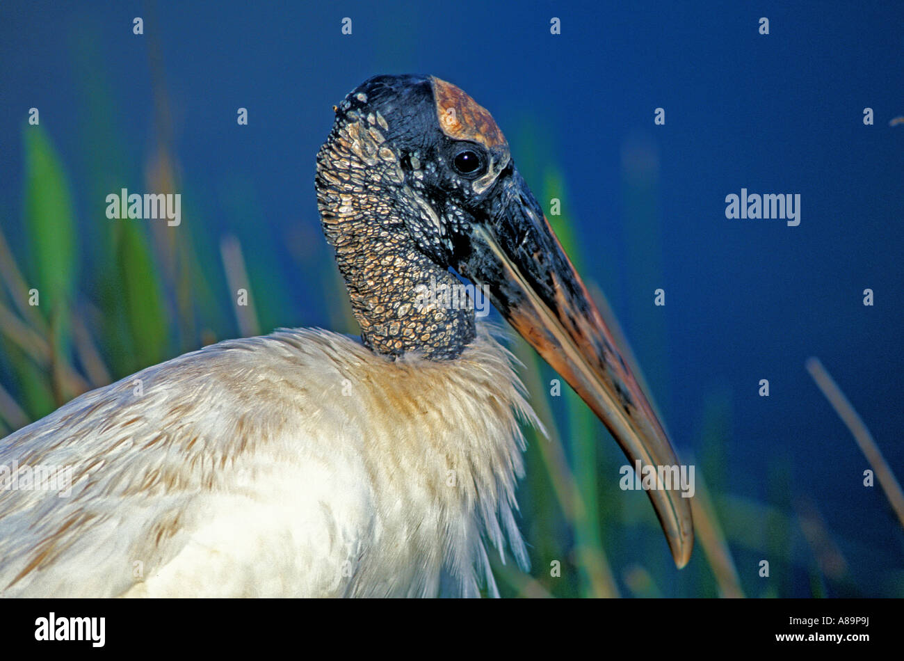 Wood stork portrait endangered bird Stock Photo - Alamy
