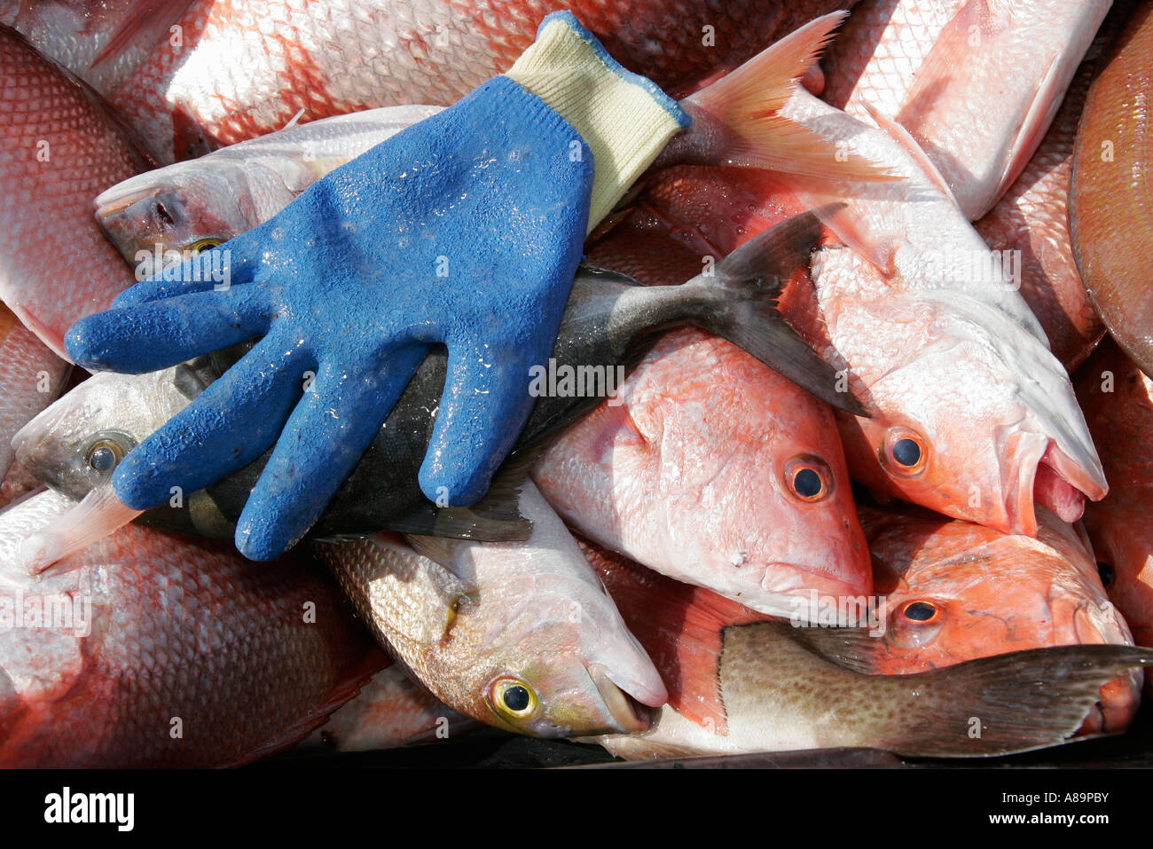 Alabama Baldwin County,Orange Beach,Zeke's Landing,Red Snapper ...
