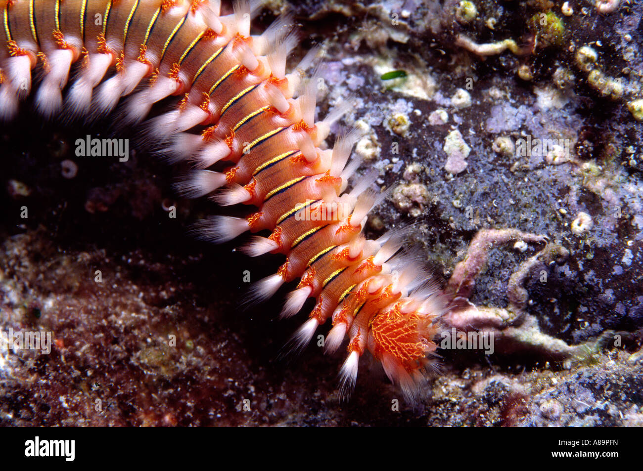 Fire worm hi-res stock photography and images - Alamy