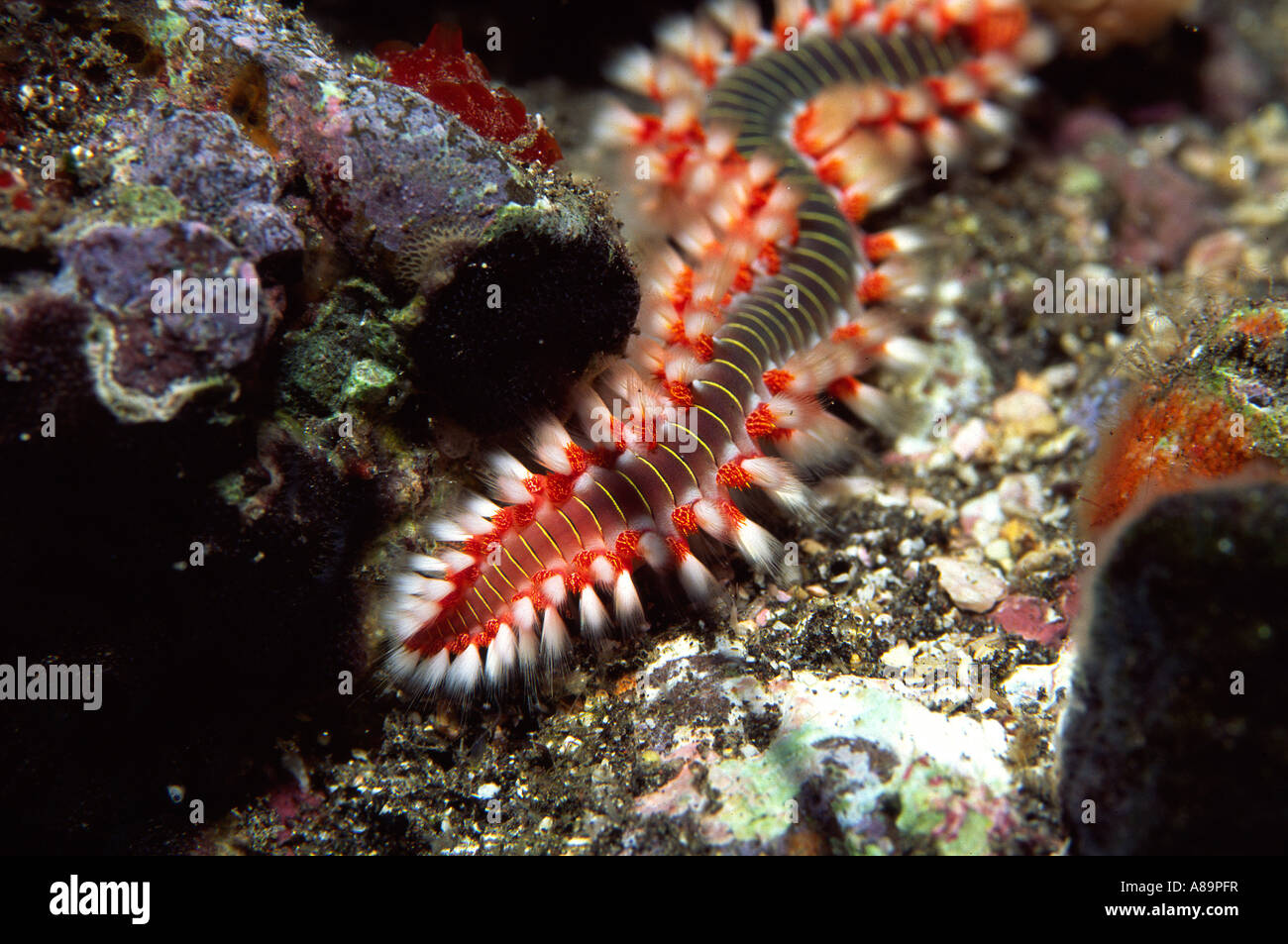 Fire worm showing its beautiful design Stock Photo - Alamy