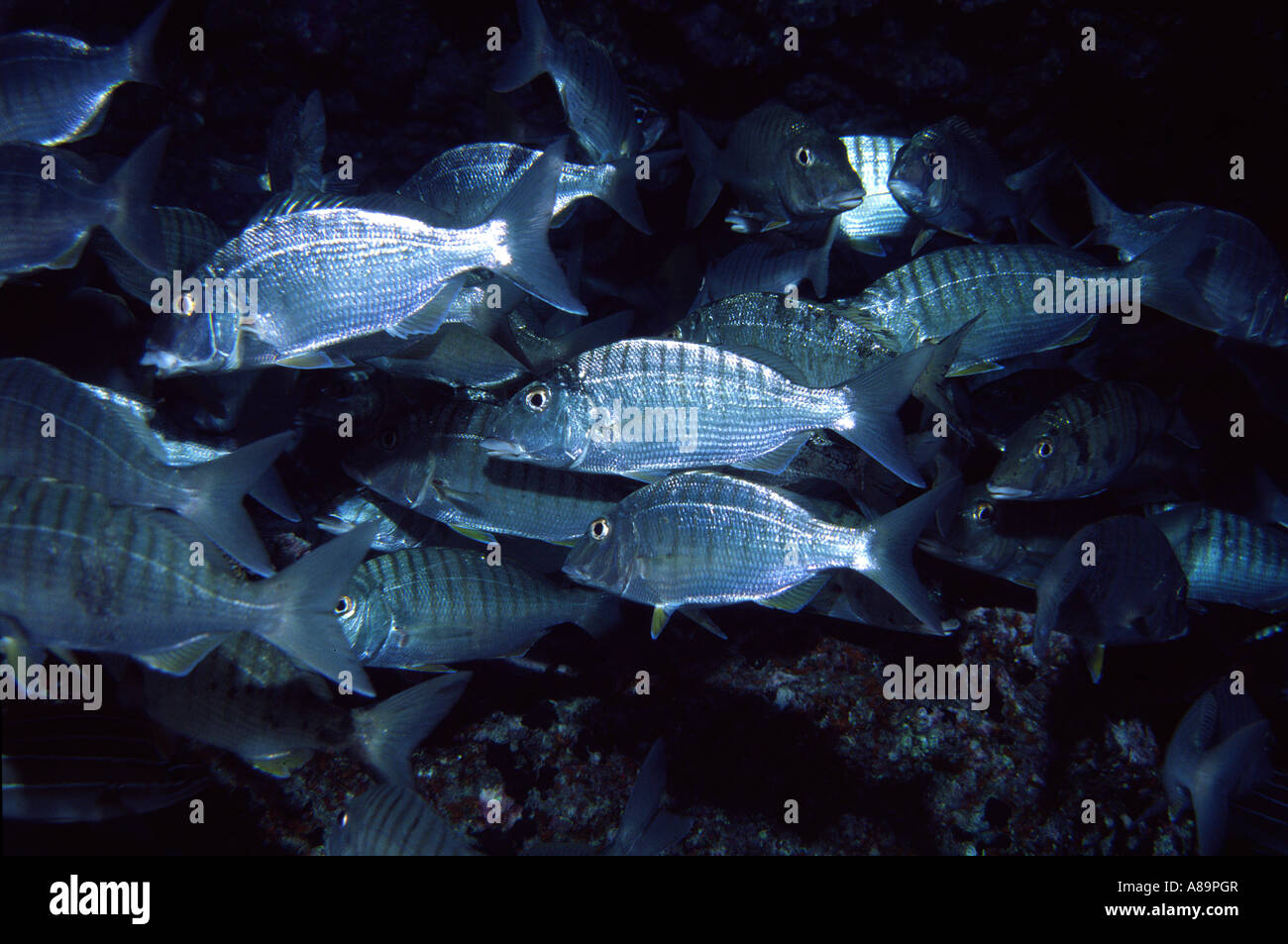 Sea bream canary islands hi-res stock photography and images - Alamy