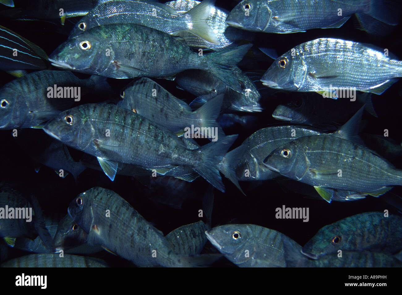 Striped bream a very shy fish in canarian waters Stock Photo - Alamy
