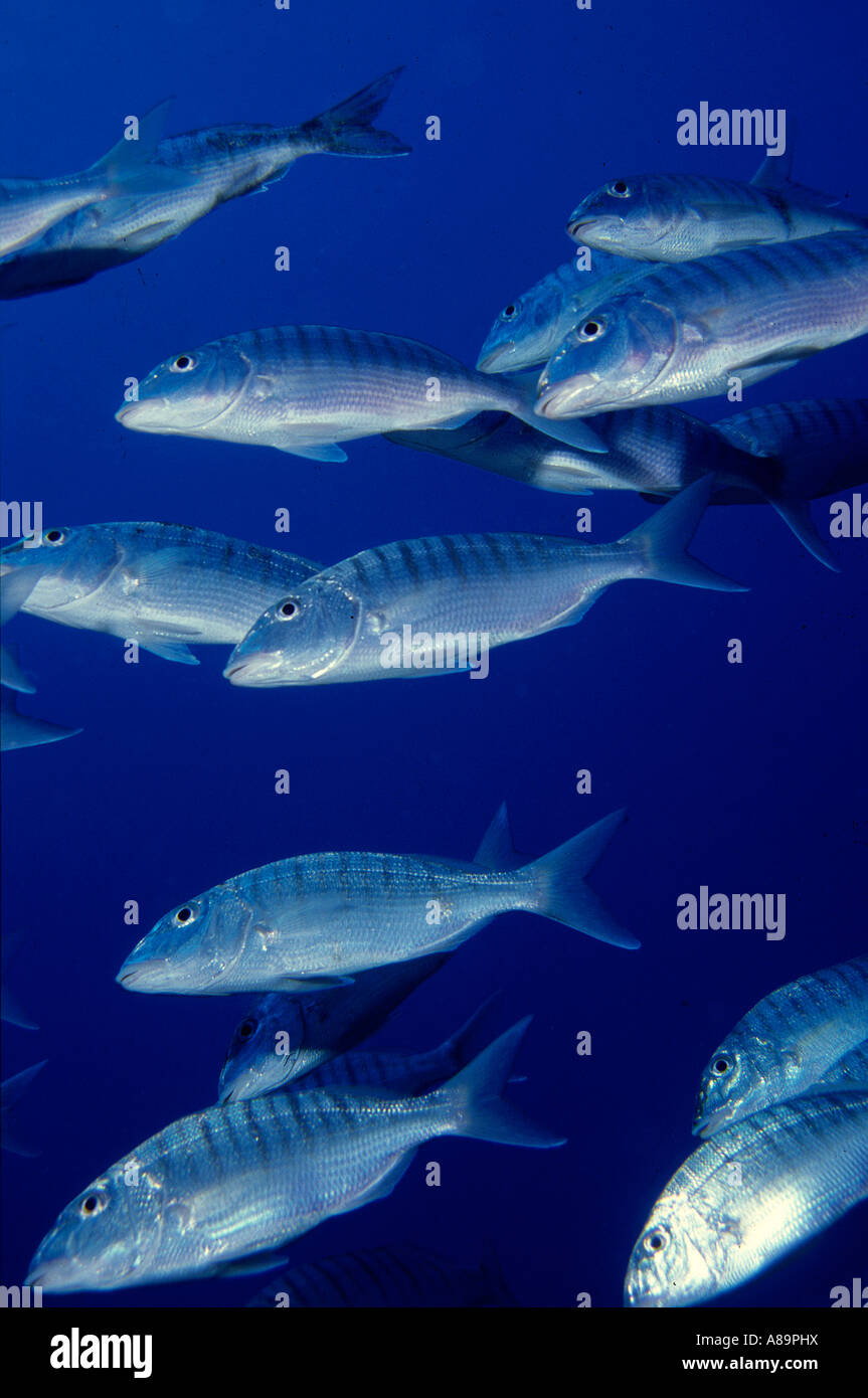 Striped bream showing its characteristic livery Stock Photo - Alamy