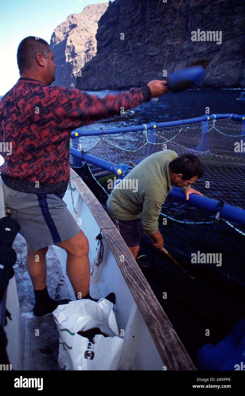 Feeding doradas in the fish cages to fatten up and sell afterwards ...