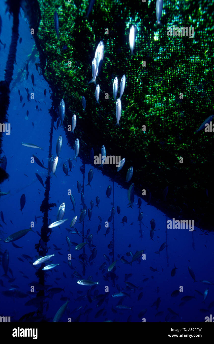 Cage falling hi-res stock photography and images - Alamy