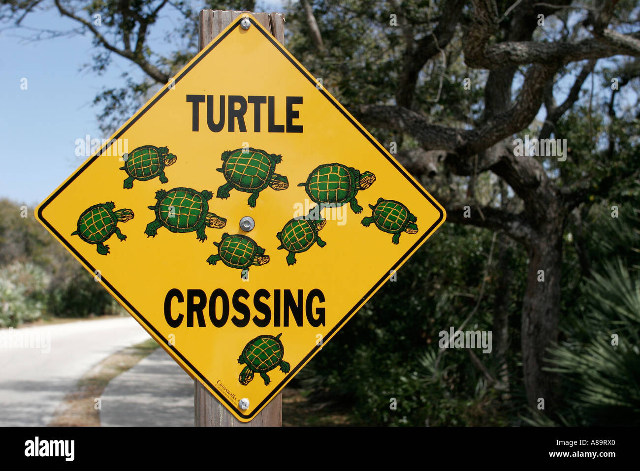 Florida,Volusia County,Daytona Beach,Ponce Inlet,sign,Turtle Crossing ...