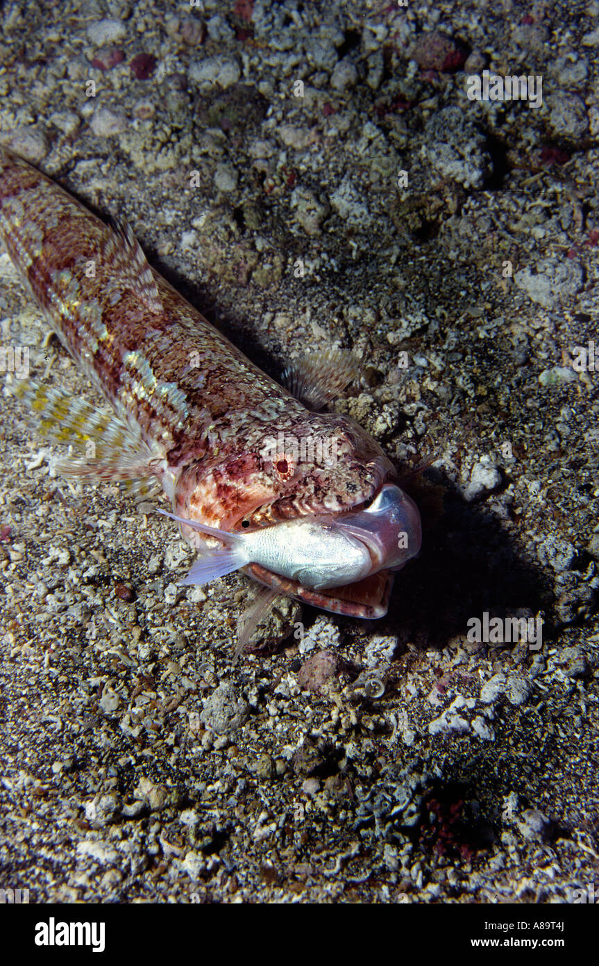 A lizard gulping down its prey Stock Photo - Alamy