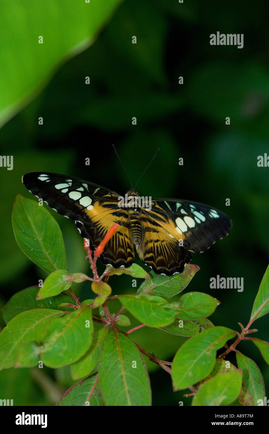 Delicate design of a butterfly s wings Stock Photo - Alamy
