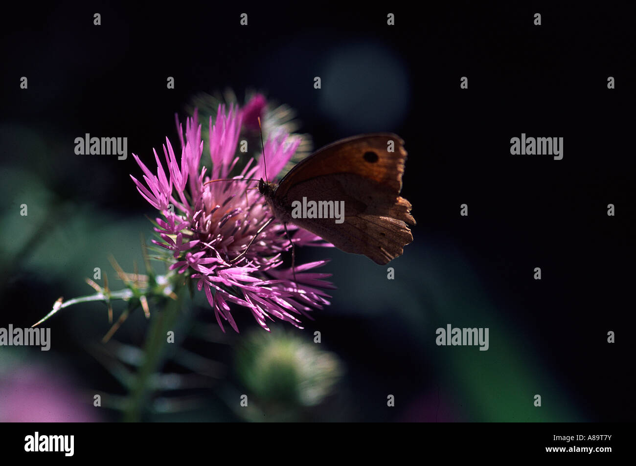 Skin and eye detail of a butterfly Stock Photo - Alamy
