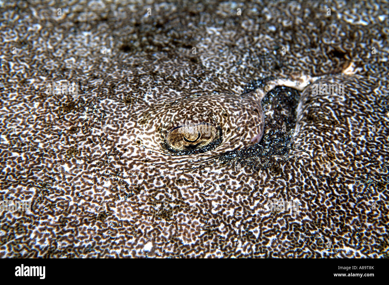 Skin and eye detail of a butterfly Stock Photo - Alamy