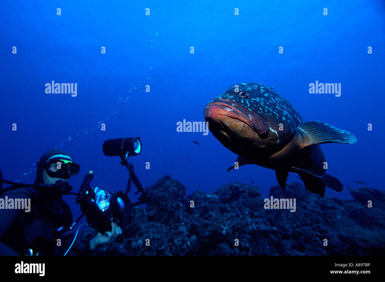 The grouper a sociable and attactive specimen for photographers Stock ...