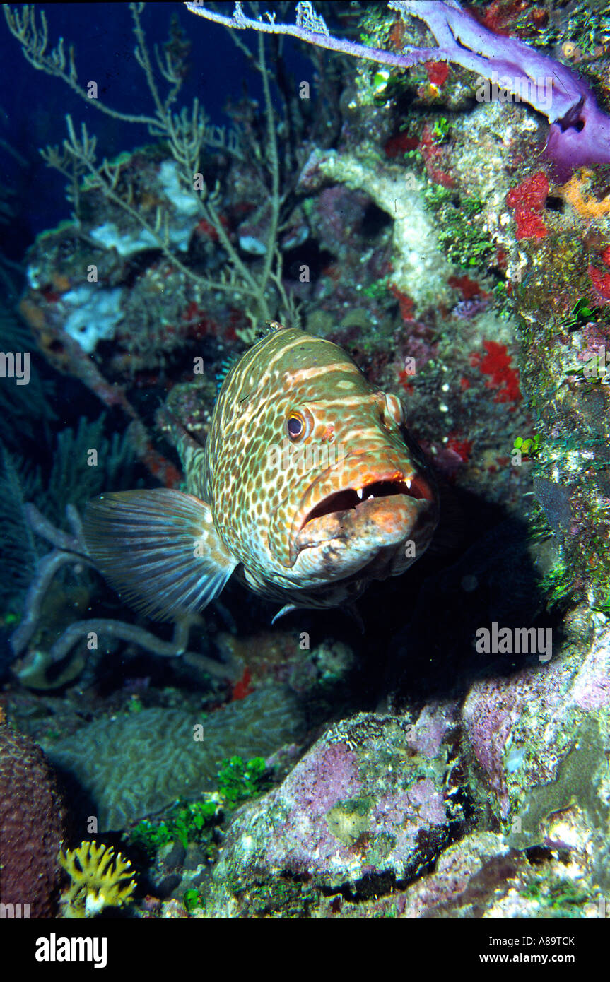 This Tiger grouper shows us its sharpness Stock Photo - Alamy