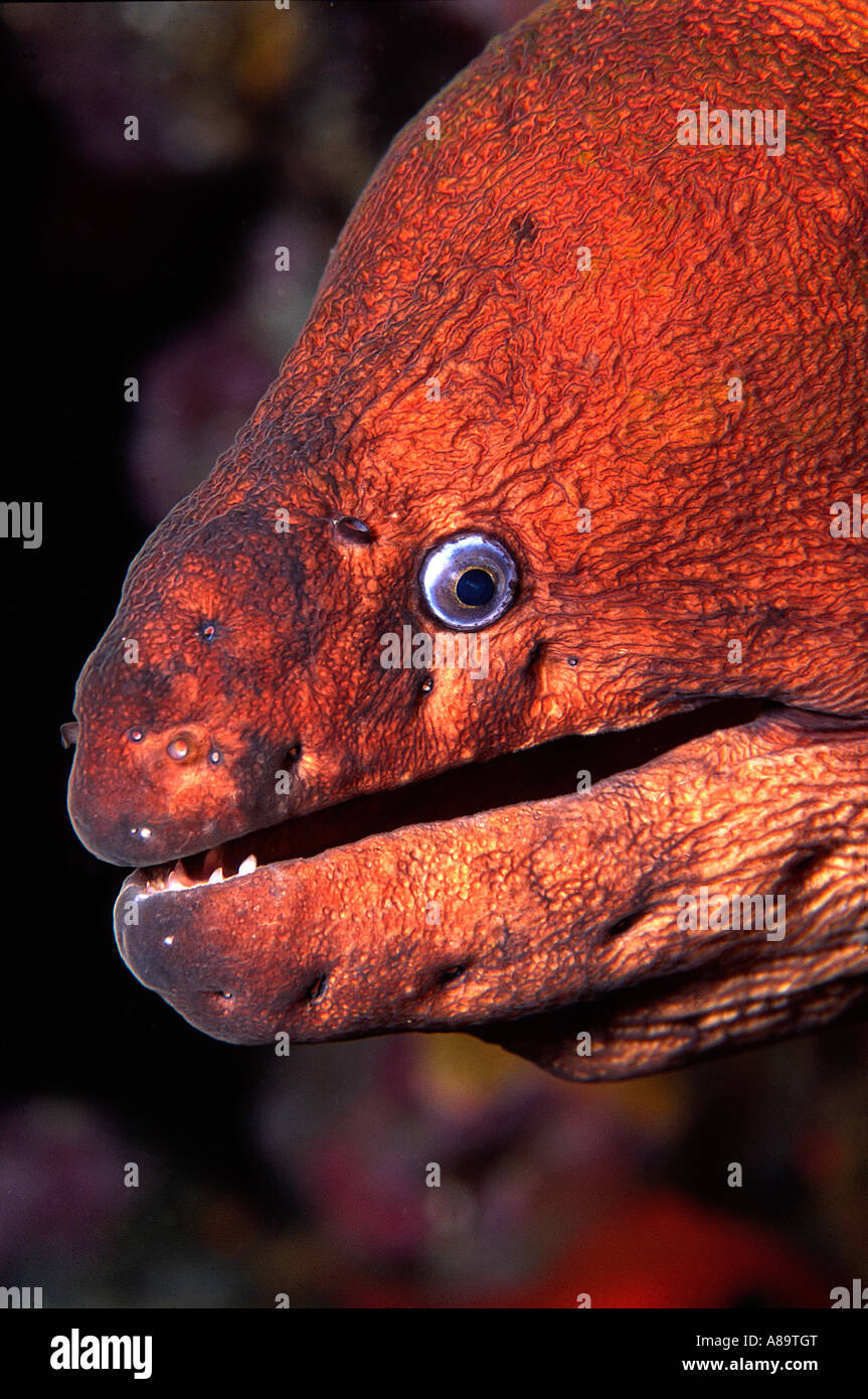 Face detail of a Brown moray common in canarian waters Stock Photo - Alamy