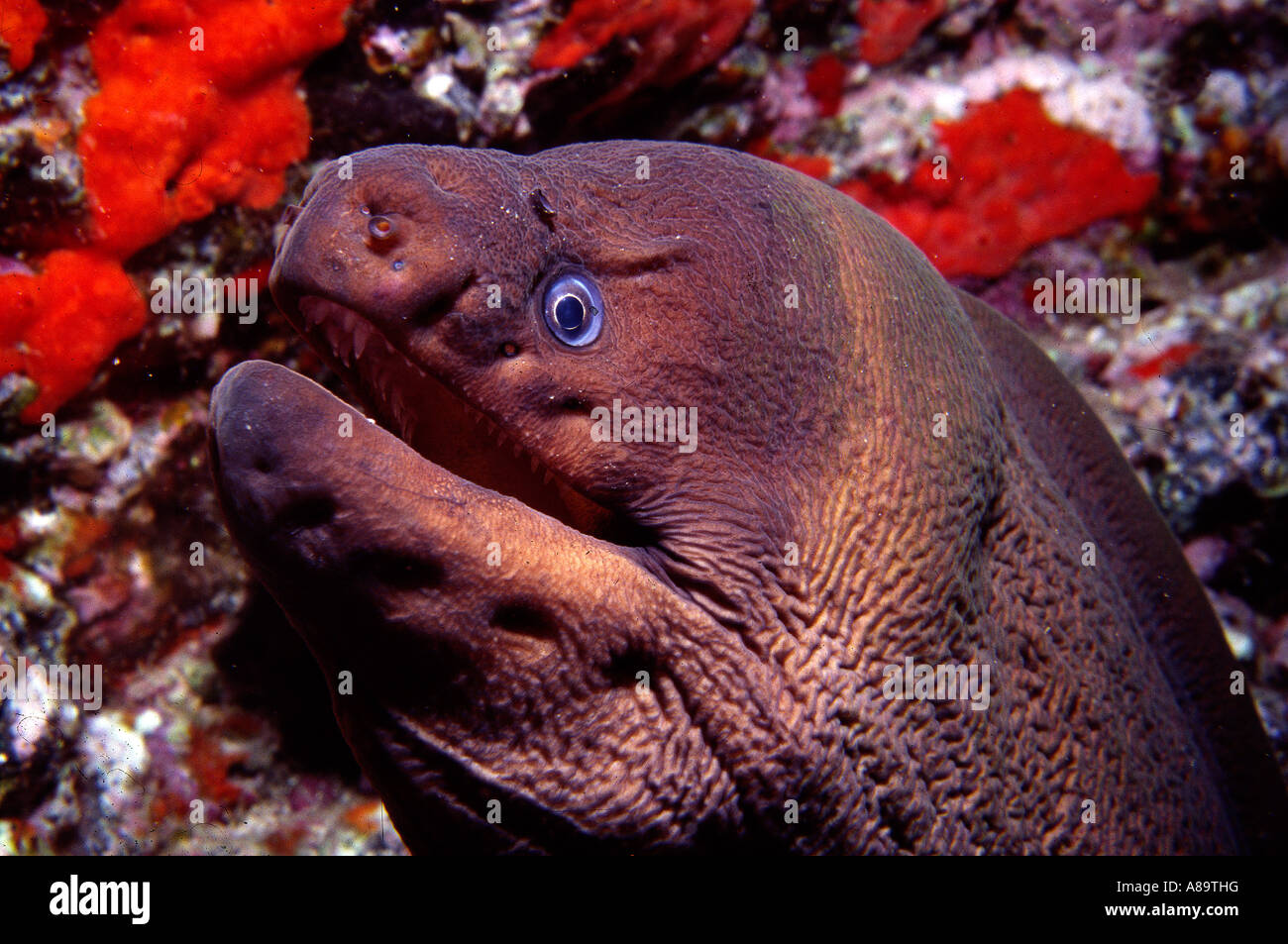 Young Brown moray frightened in view of our presence Stock Photo - Alamy