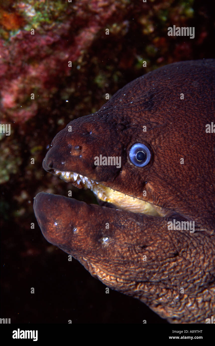 Old Brown moray beeing prudent in view of our arrival Stock Photo - Alamy