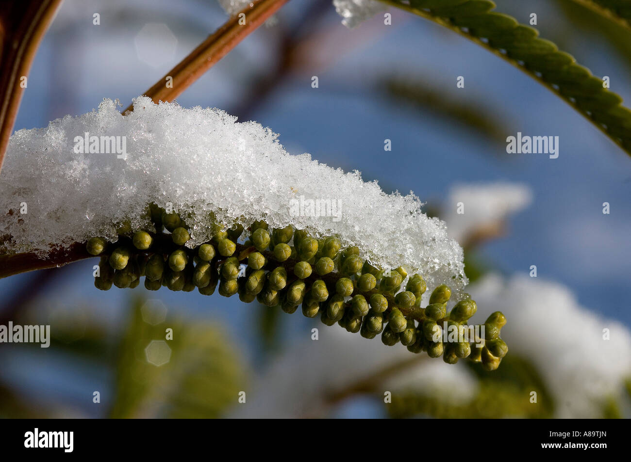 The first winter snow Stock Photo - Alamy