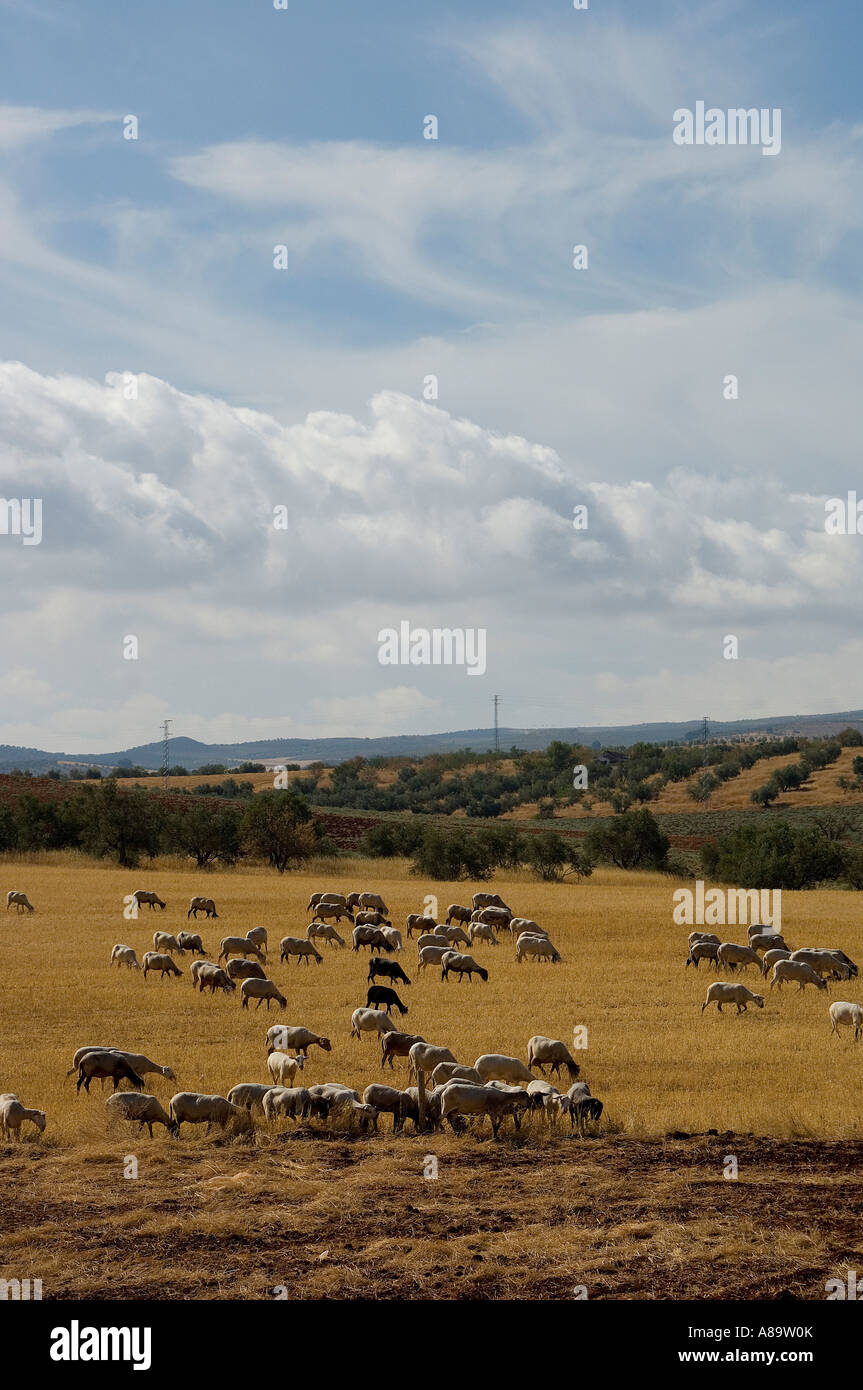 Bucolic image of Andalusian countryside Stock Photo - Alamy
