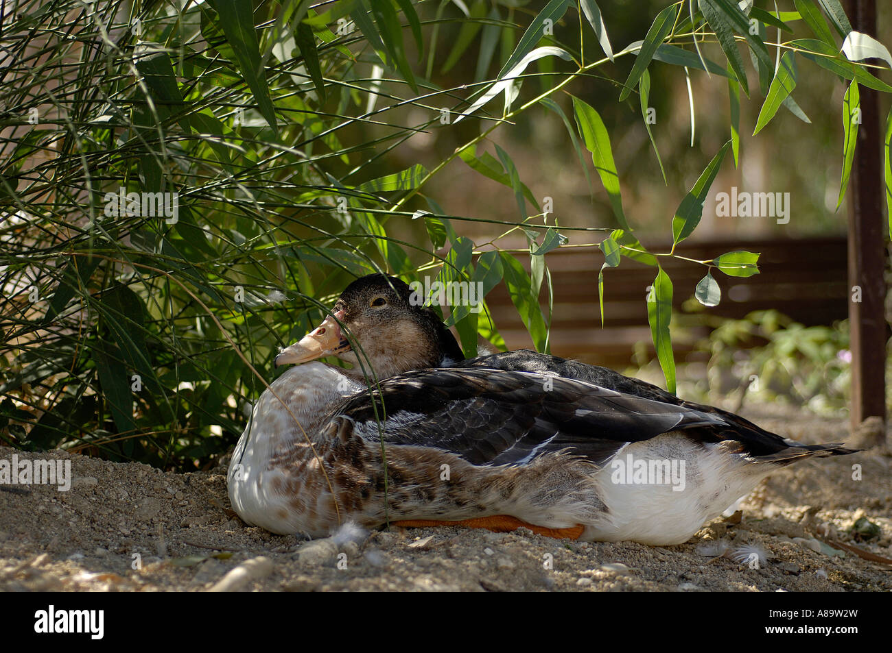 Female duck hatching eggs Stock Photo - Alamy
