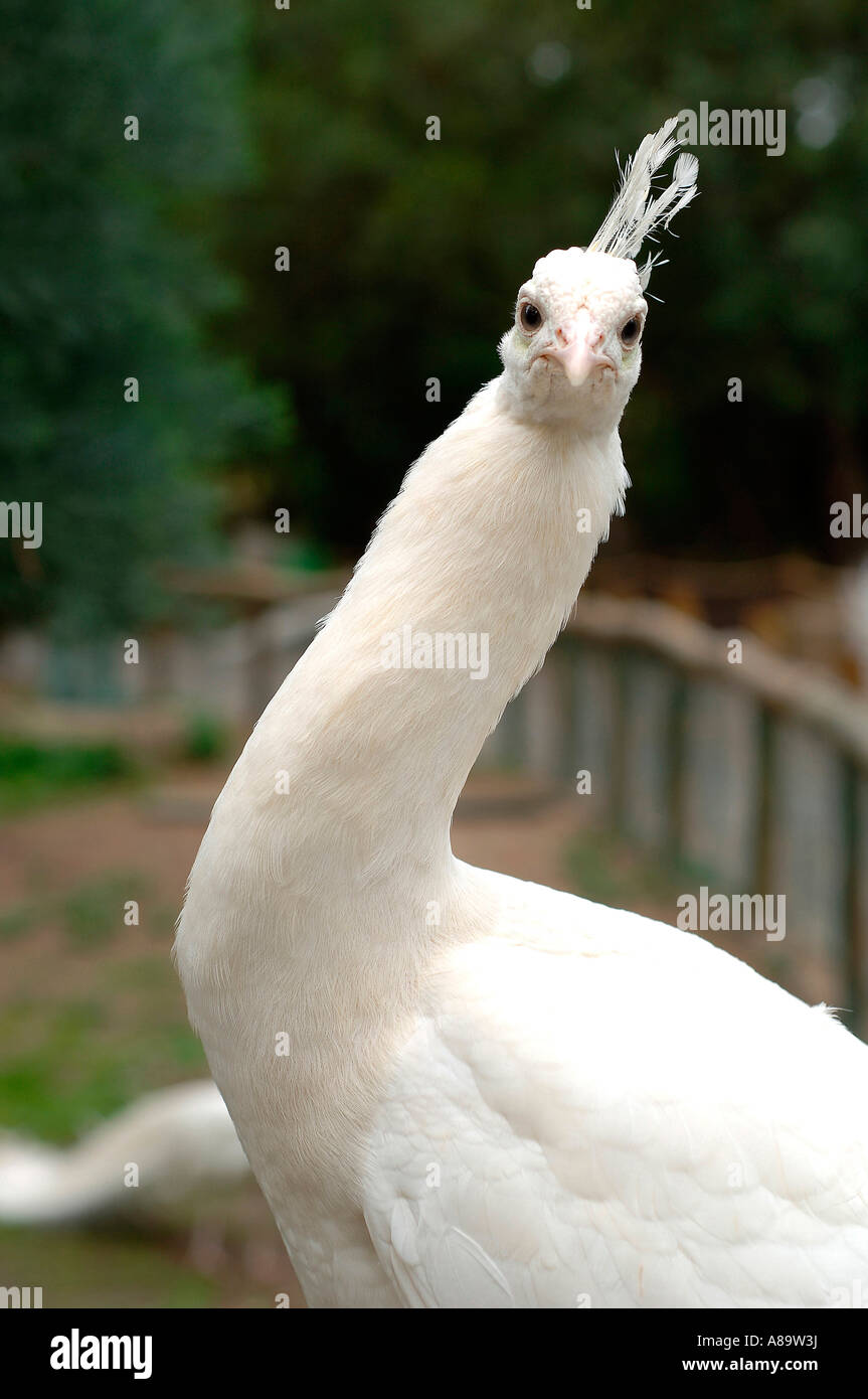 Curious peacock hi-res stock photography and images - Alamy