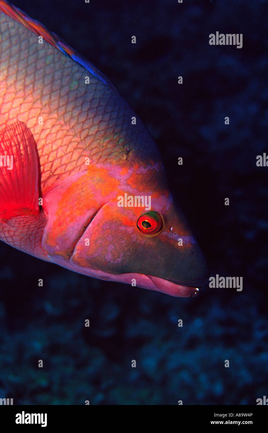 Barred hogfish in female stage Stock Photo - Alamy