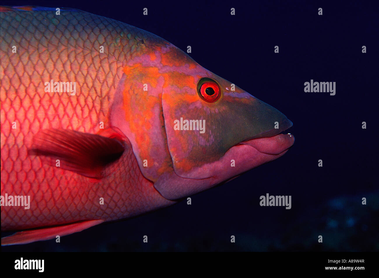 Barred hogfish female observe its attractive colours Stock Photo - Alamy