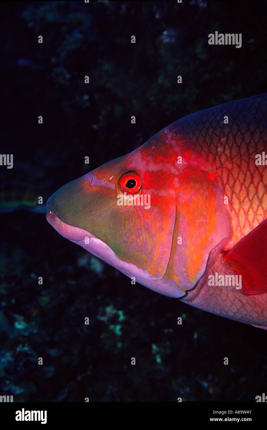 Detail of the face of a Barred hogfish female Stock Photo - Alamy