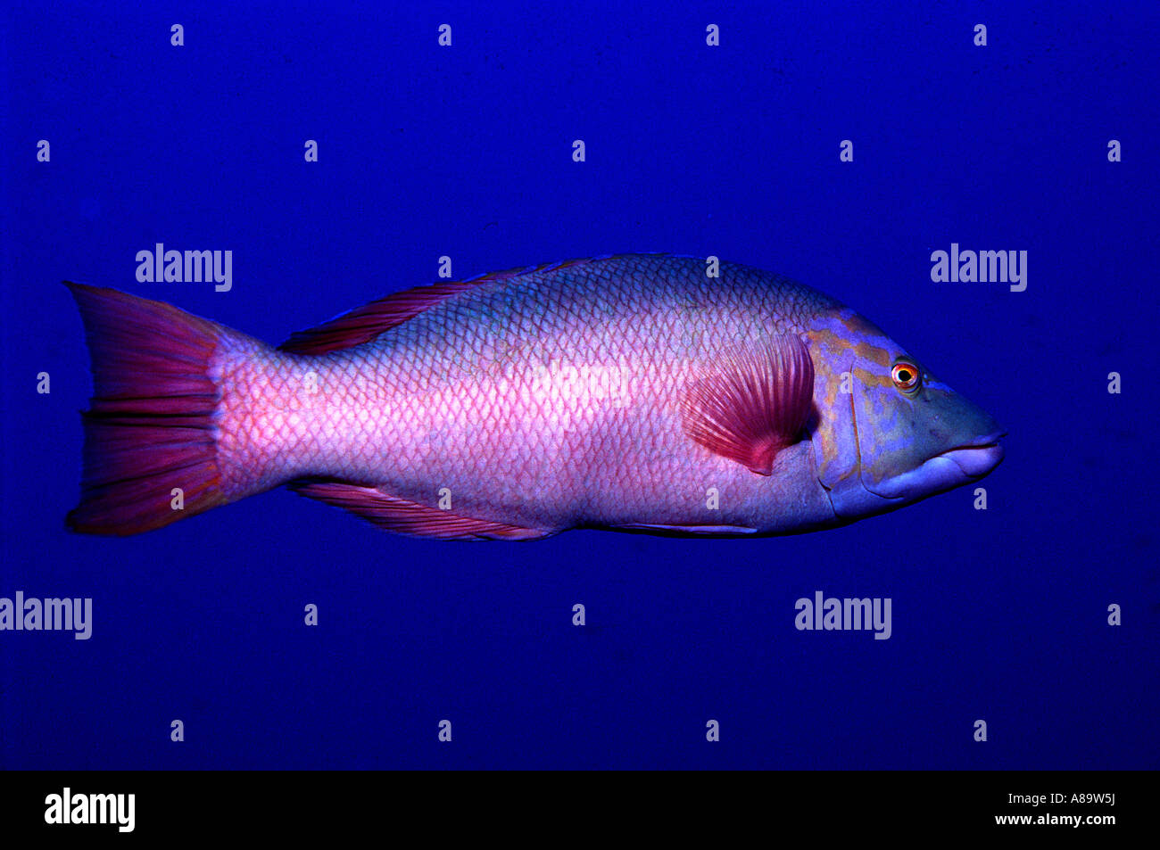 Female hogfish hi-res stock photography and images - Alamy