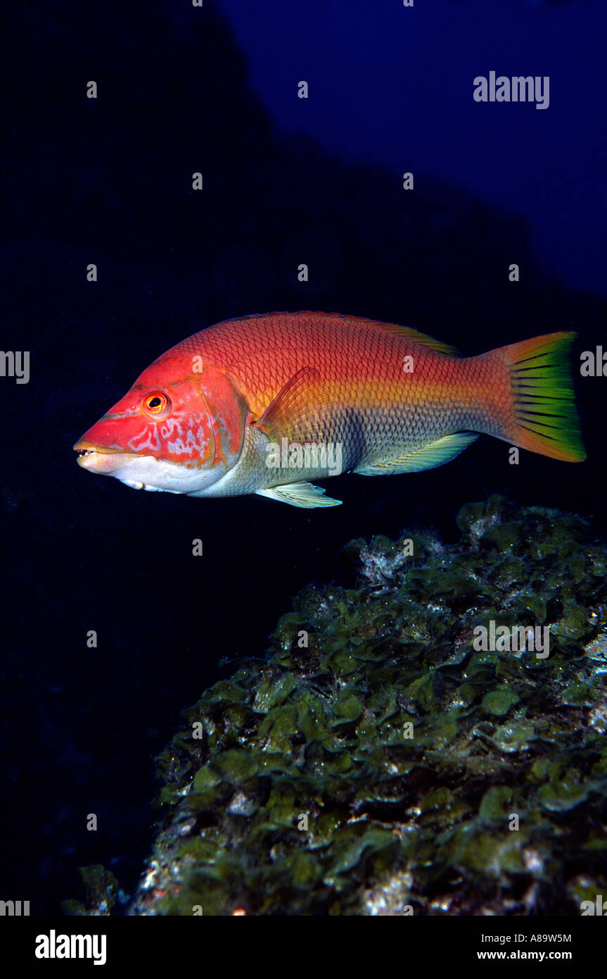 Barred hogfish in female stage shows us its beautiful livery Stock ...