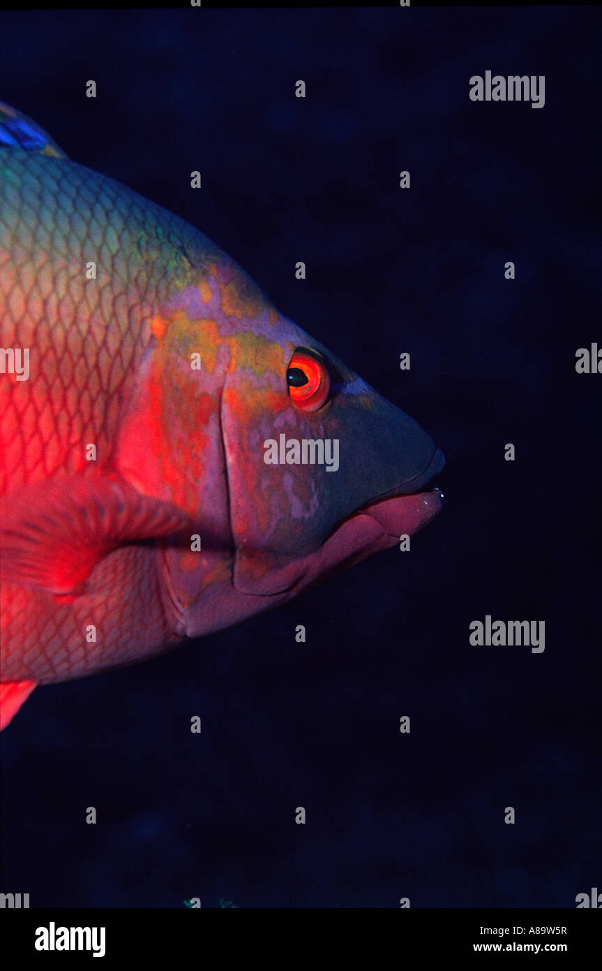 Female hogfish hi-res stock photography and images - Alamy