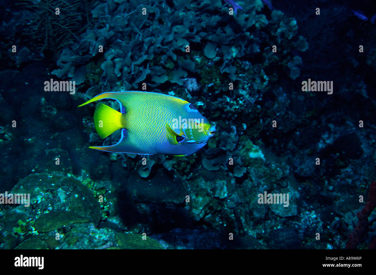 Angel fish in Honduran waters Stock Photo - Alamy