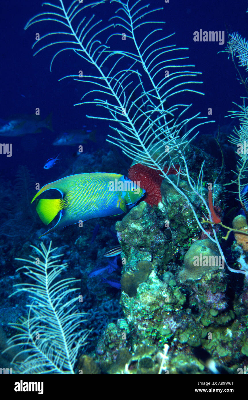 Angel fish very common in Honduran Caribbean Stock Photo - Alamy