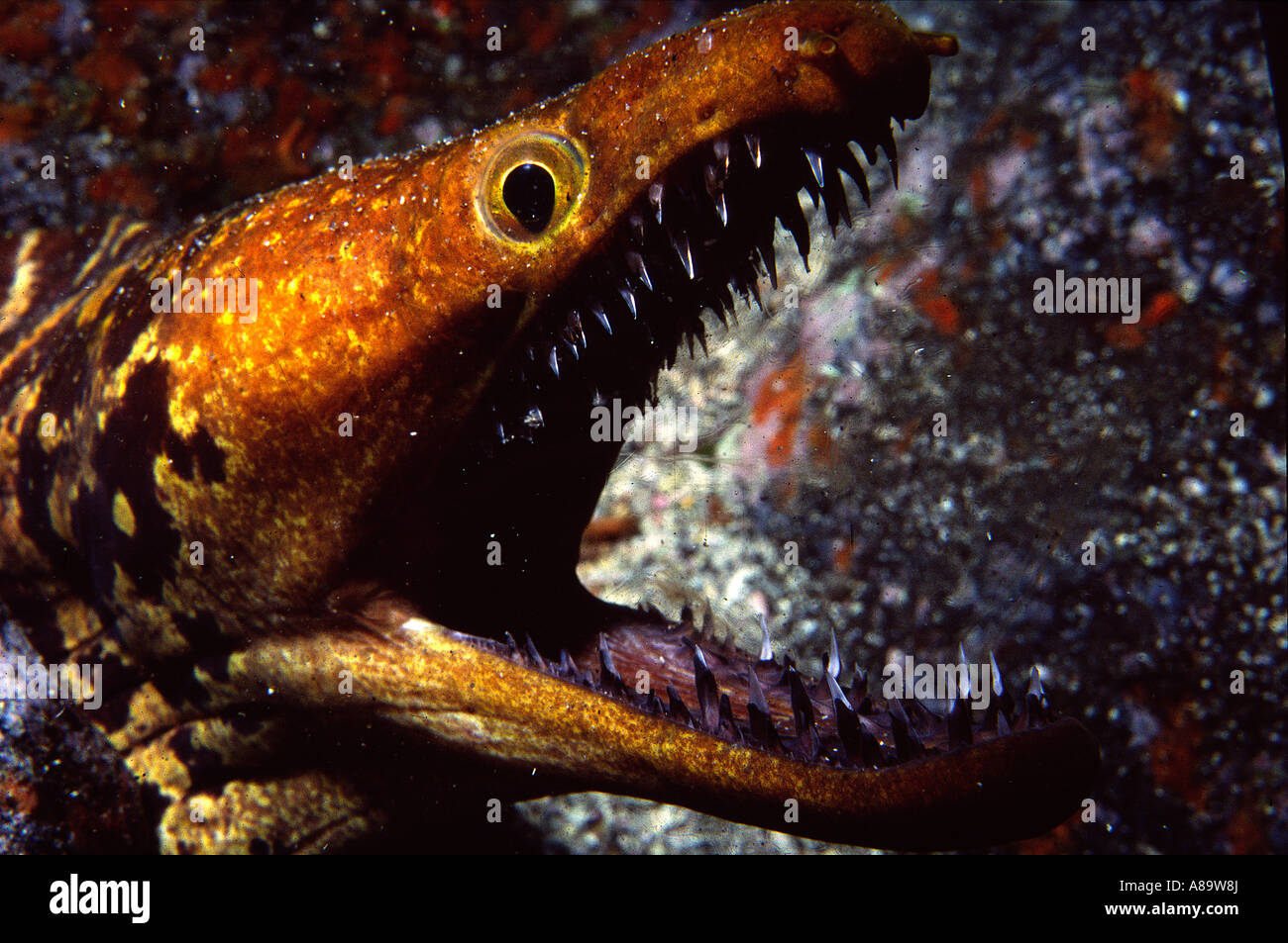 Aggresive specimen of Moray type Tiger moray Stock Photo - Alamy