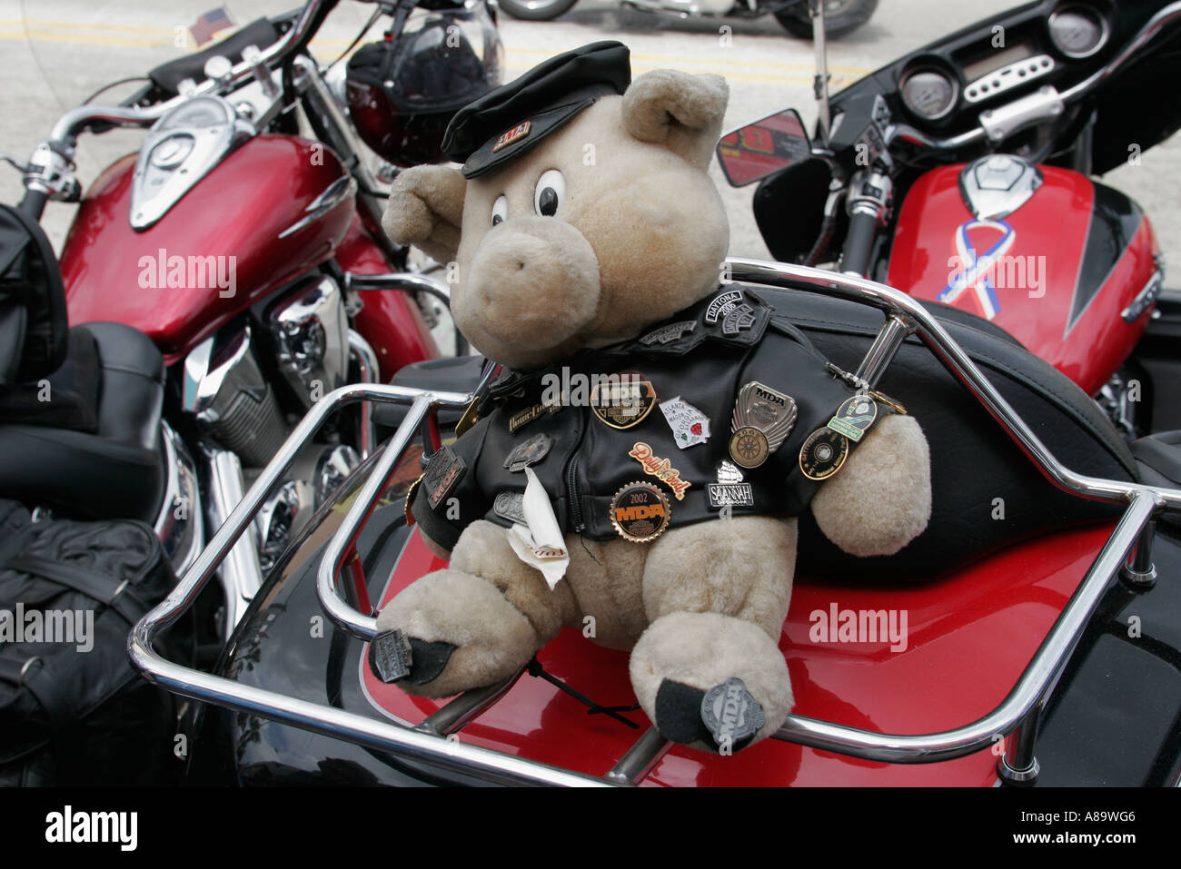 Pig on a motorcycle hi-res stock photography and images - Alamy