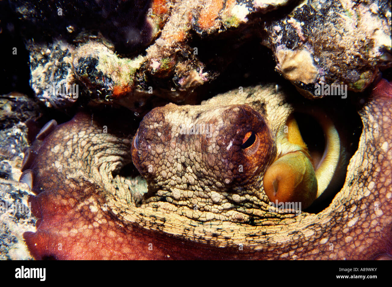 Octopus vulgaris hiding hi-res stock photography and images - Alamy