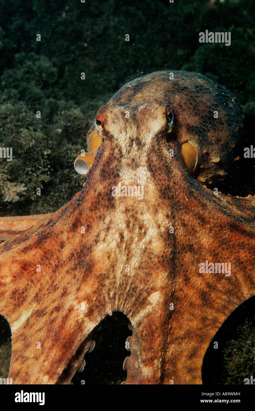 Foreground of a mediterranean octopus Stock Photo - Alamy