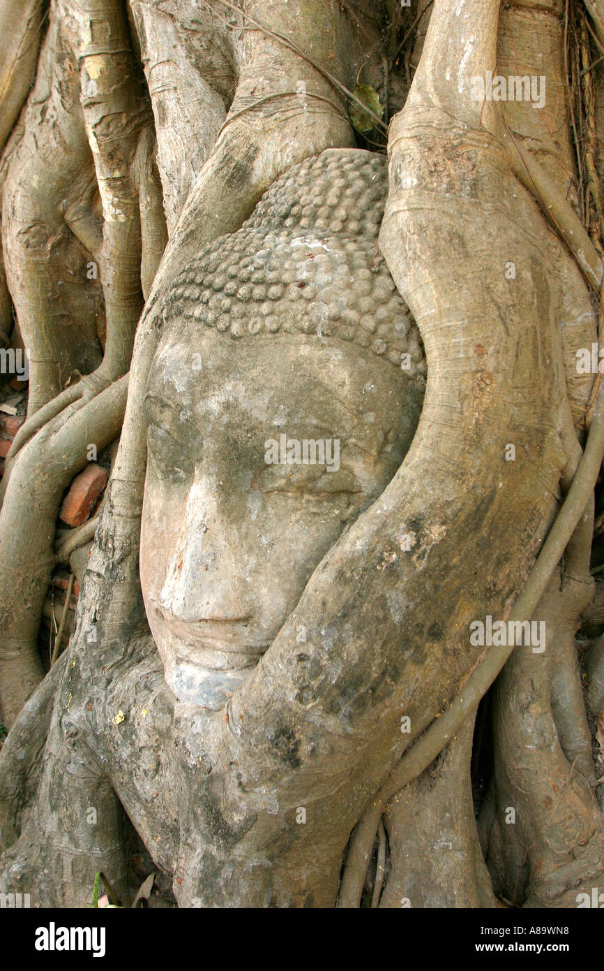 Thailand Ayyuthaya Wat Mahathat Buddha head enclosed in tree roots ...