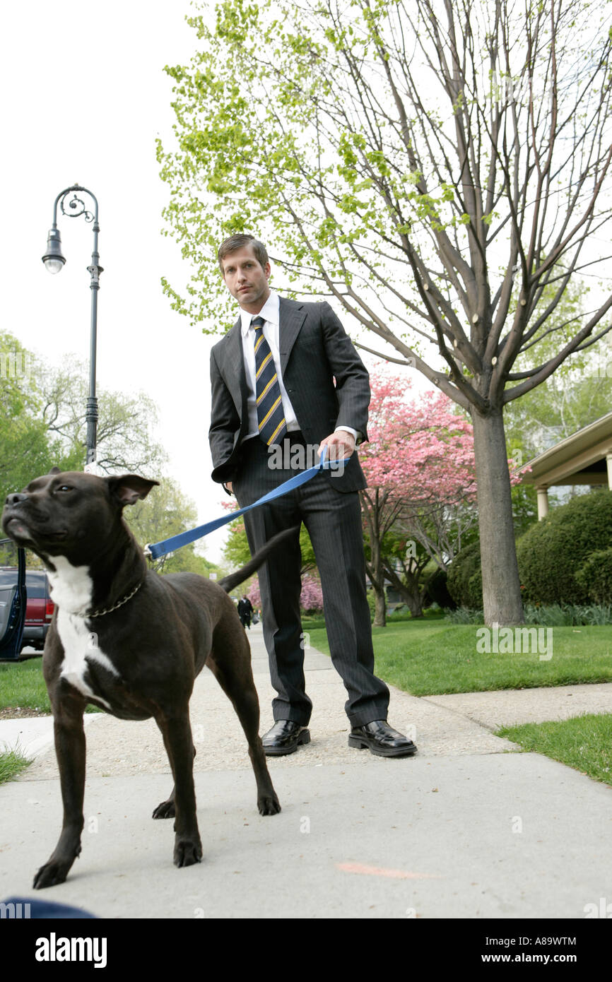 Business man walking dog Stock Photo - Alamy