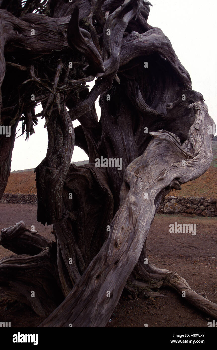 Dry sabina tree at the peaks of El Hierro island Stock Photo - Alamy
