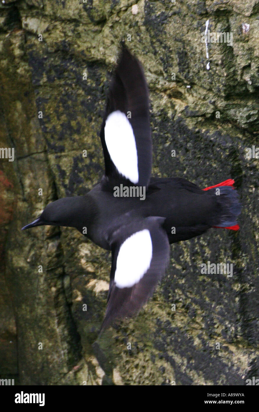 Black Guillemot at Marwick Head RSPB Reserve on Mainland Orkney Stock ...